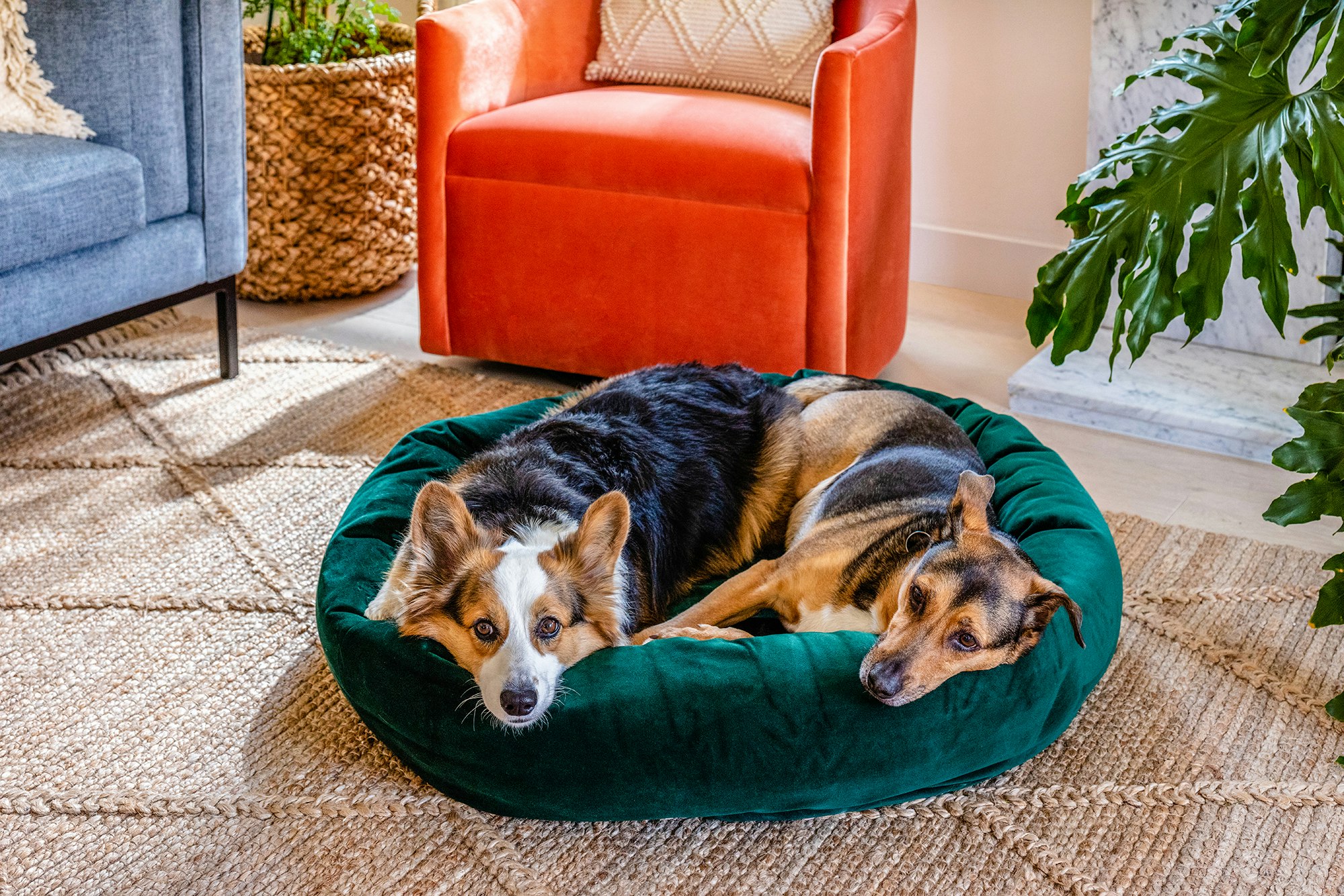 "The Cozy" Pet Bed | Joybird